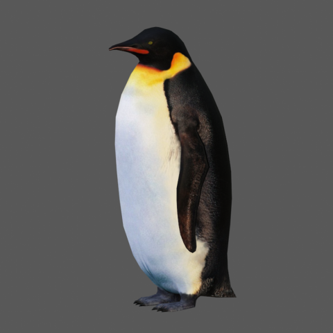 Penguin - 3d model with animation & PBR textures - FullSpectrum 3D
