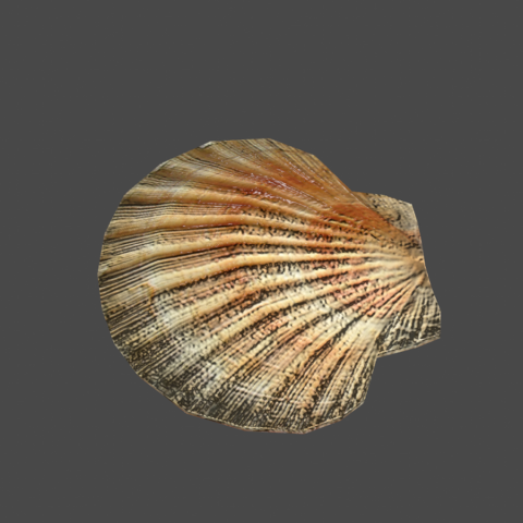 Sea Shell - 3d model with PBR textures - FullSpectrum 3D